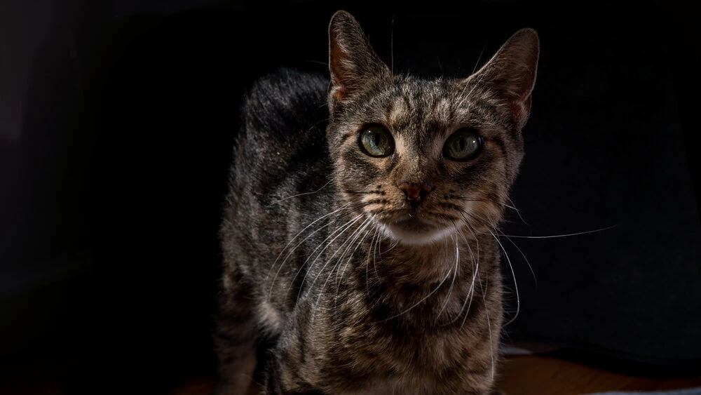 Category:2021 Classes | Kitten Academy Wiki | Fandom