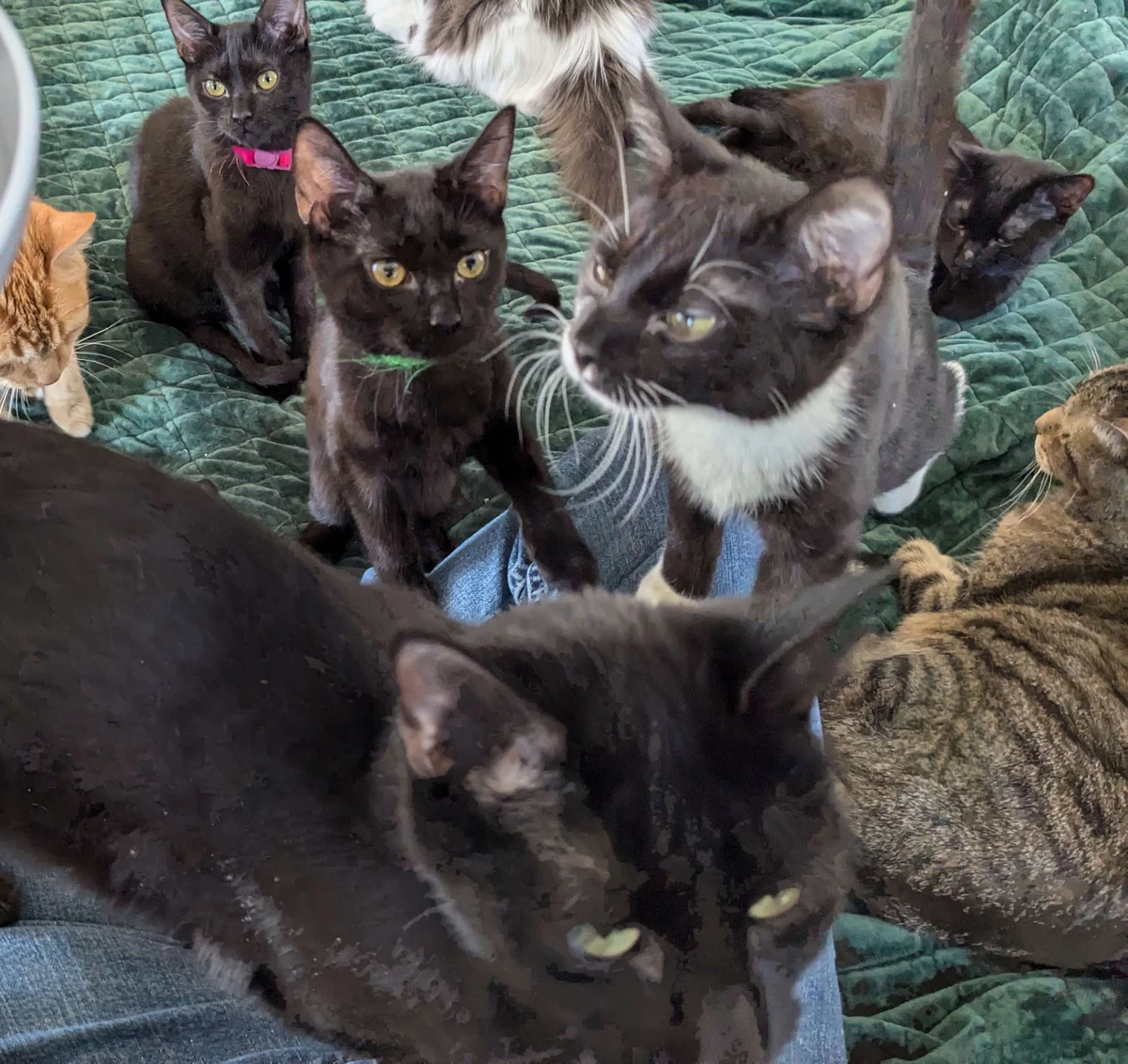 Category:Class | Kitten Academy Wiki | Fandom