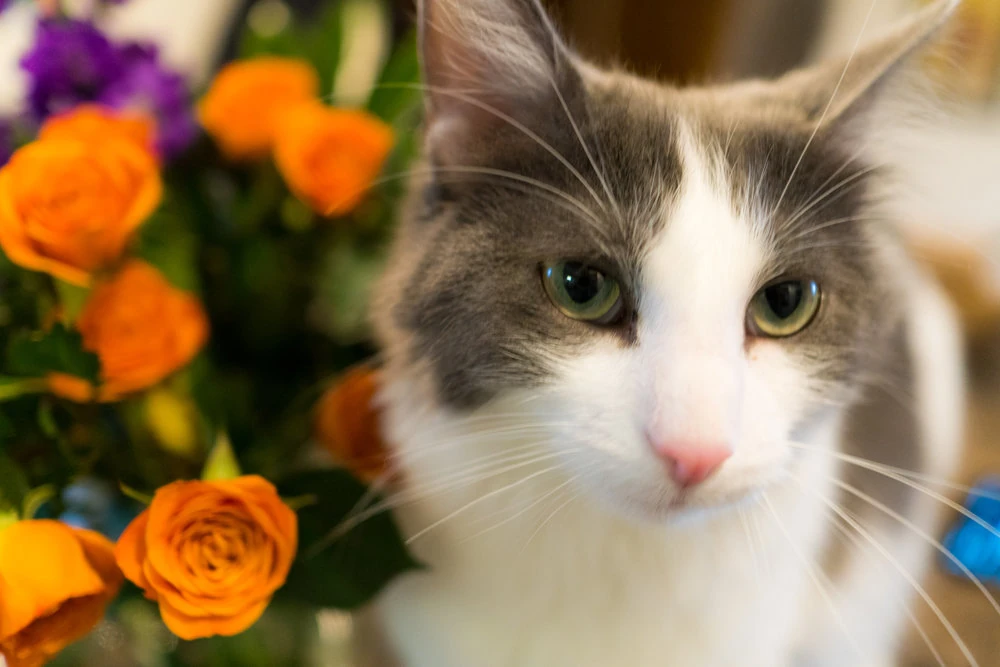 Magnolia | Kitten Academy Wiki | Fandom