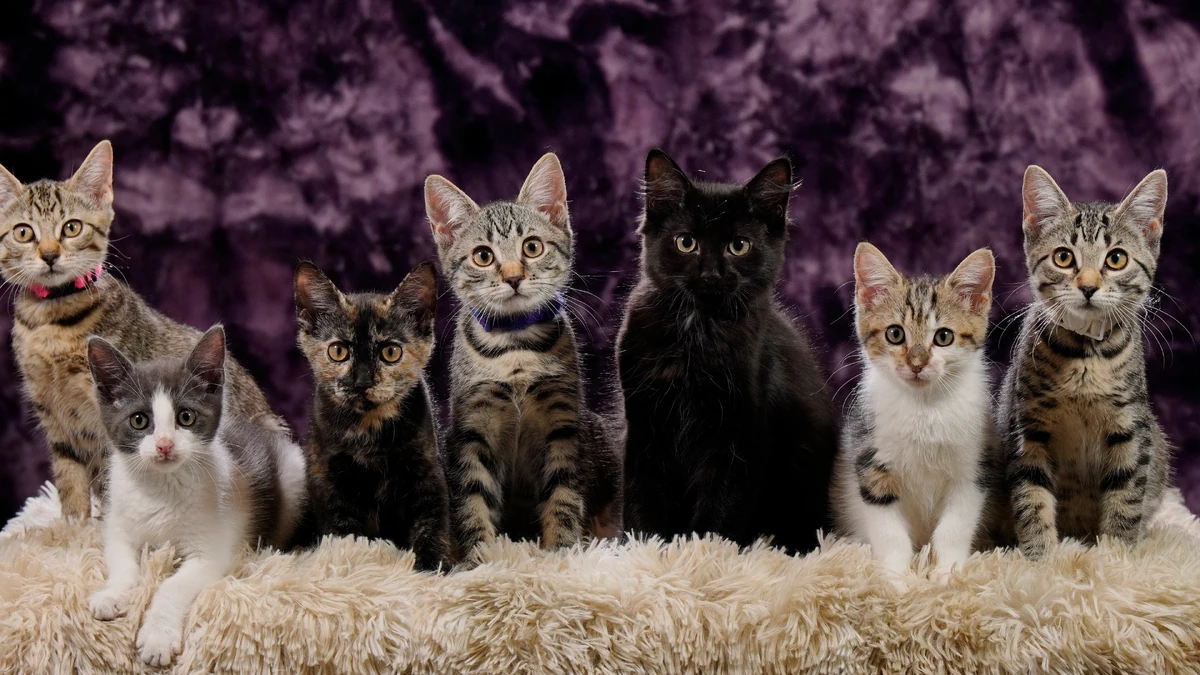 Category:2023 Classes | Kitten Academy Wiki | Fandom