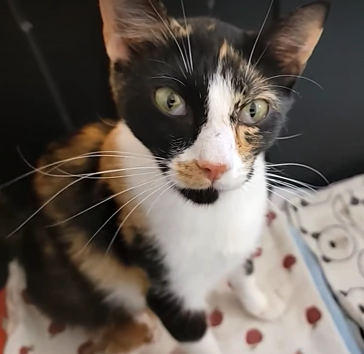 Category:Class | Kitten Academy Wiki | Fandom