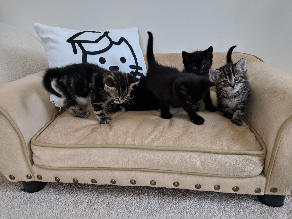 Frolics Furballs Kitten Academy Wiki Fandom