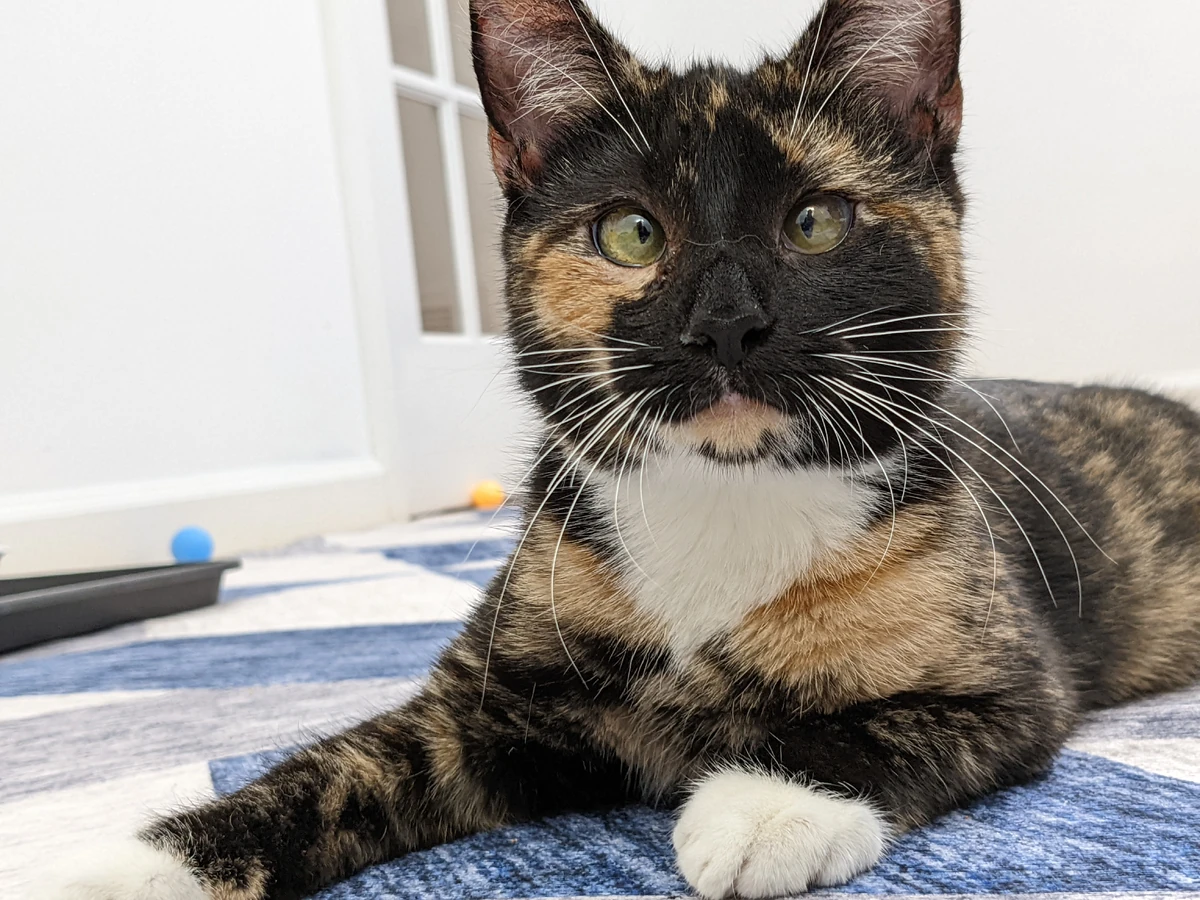 Buttons and Bumble | Kitten Academy Wiki | Fandom