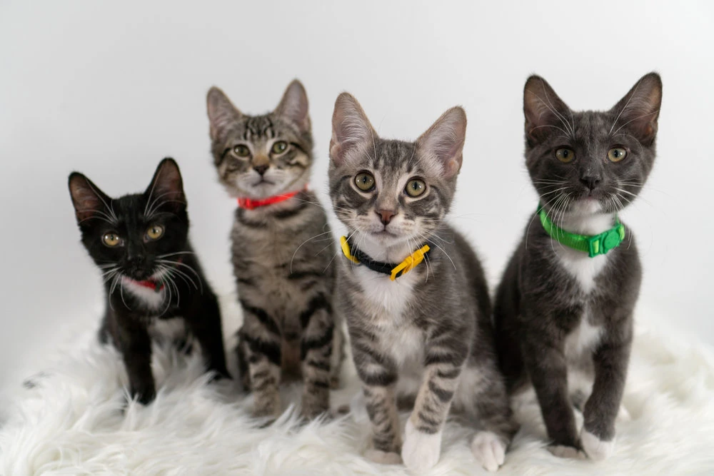 The Working Class | Kitten Academy Wiki | Fandom