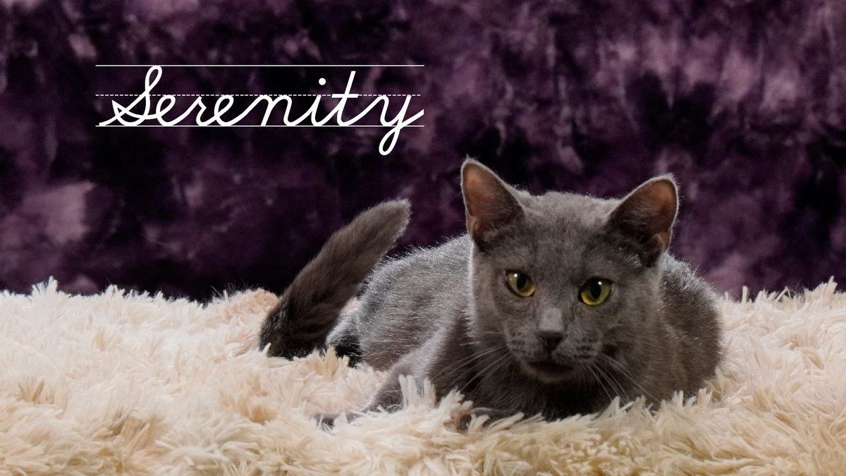 Serenity Kitten Academy Wiki Fandom