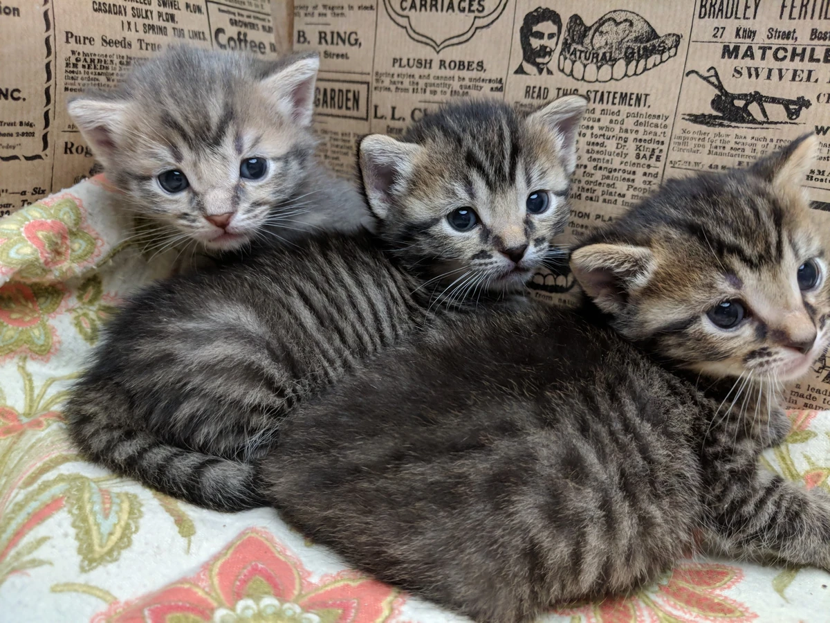 Fable's Tails | Kitten Academy Wiki | Fandom