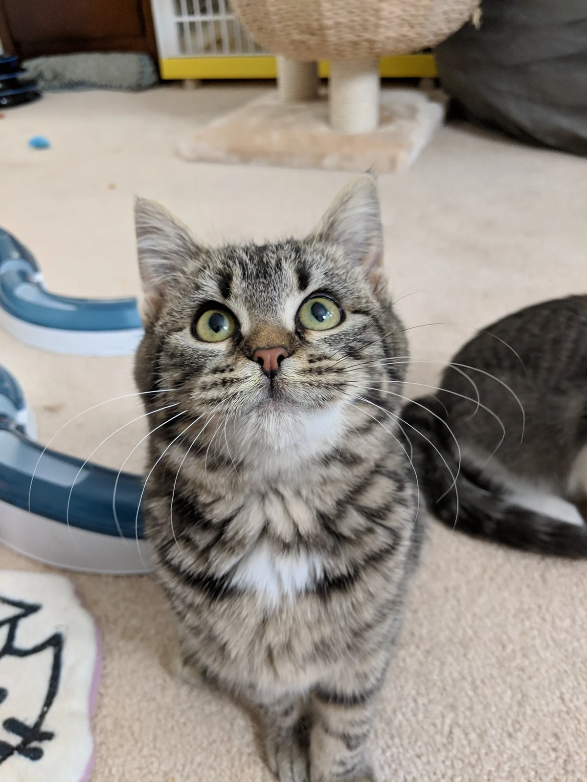 Parable | Kitten Academy Wiki | Fandom