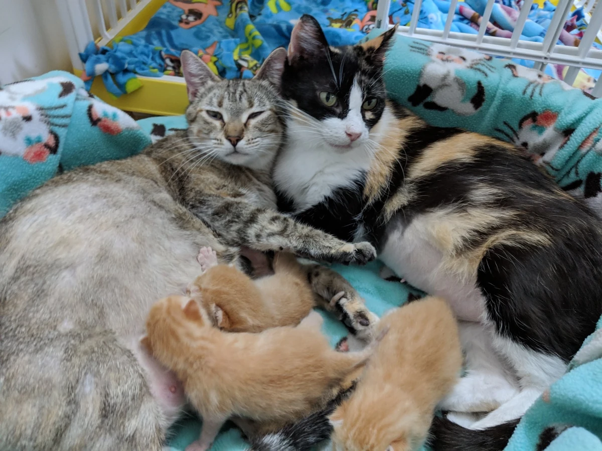 Tempest Tantrums | Kitten Academy Wiki | Fandom