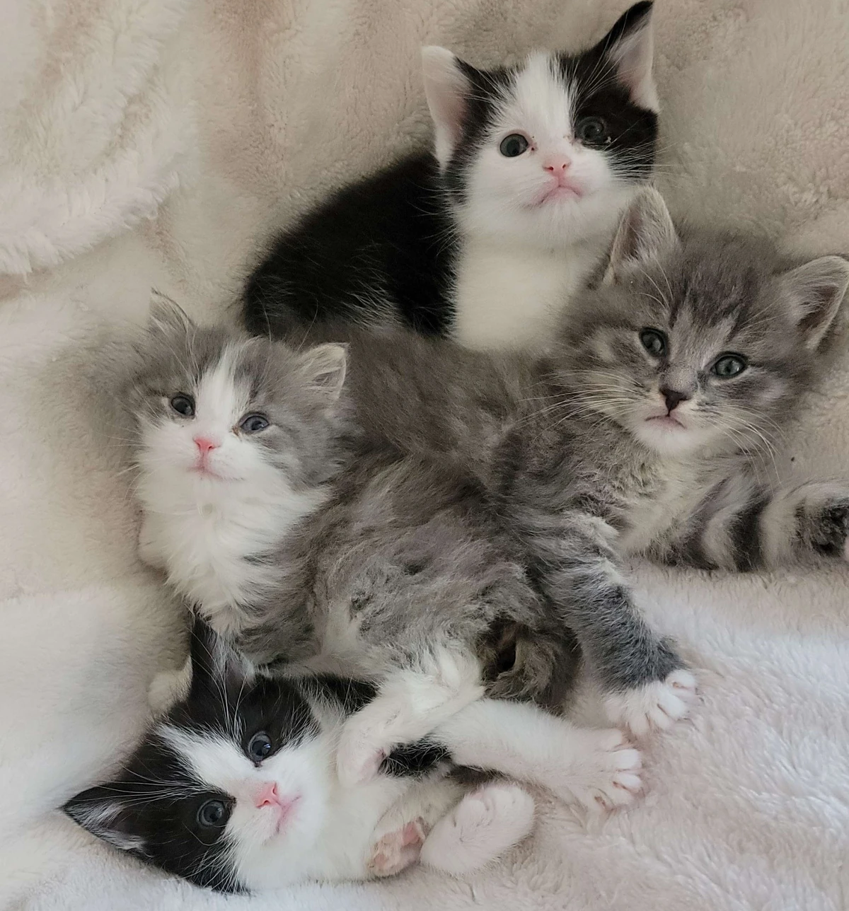 The Skyscrapers | Kitten Academy Wiki | Fandom