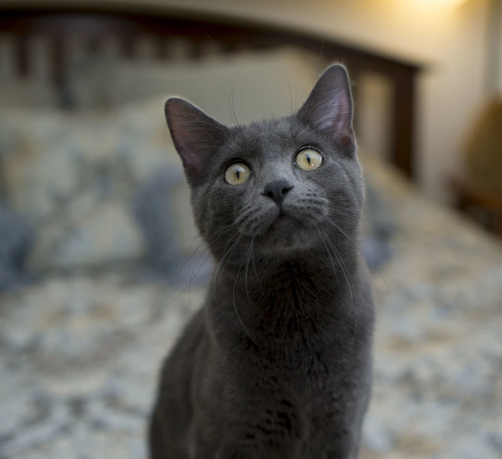 Ari | Kitten Academy Wiki | Fandom