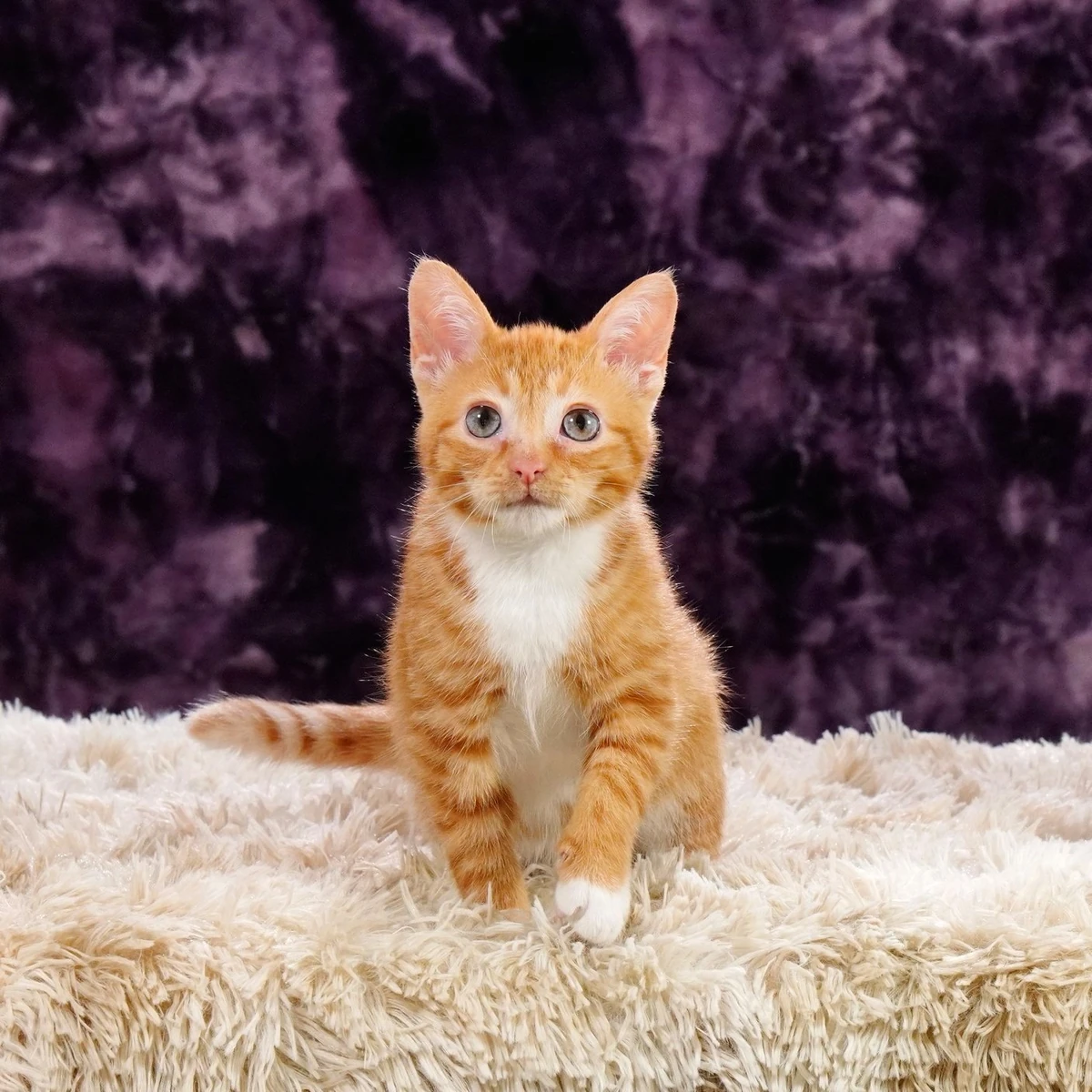 Teaspoon | Kitten Academy Wiki | Fandom