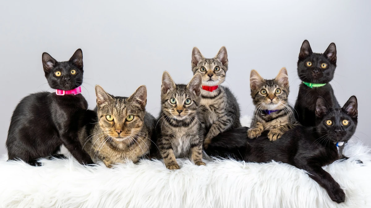 Category:2021 Classes | Kitten Academy Wiki | Fandom