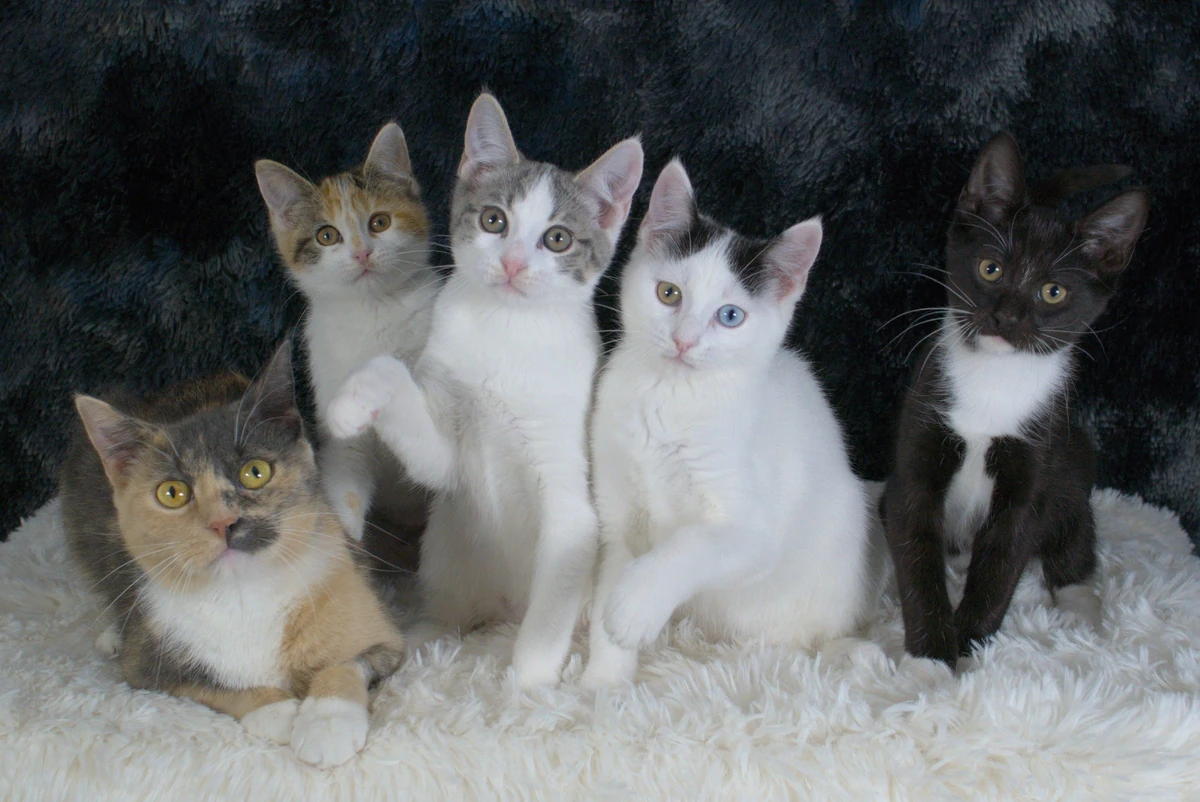 Hazel's Hats | Kitten Academy Wiki | Fandom