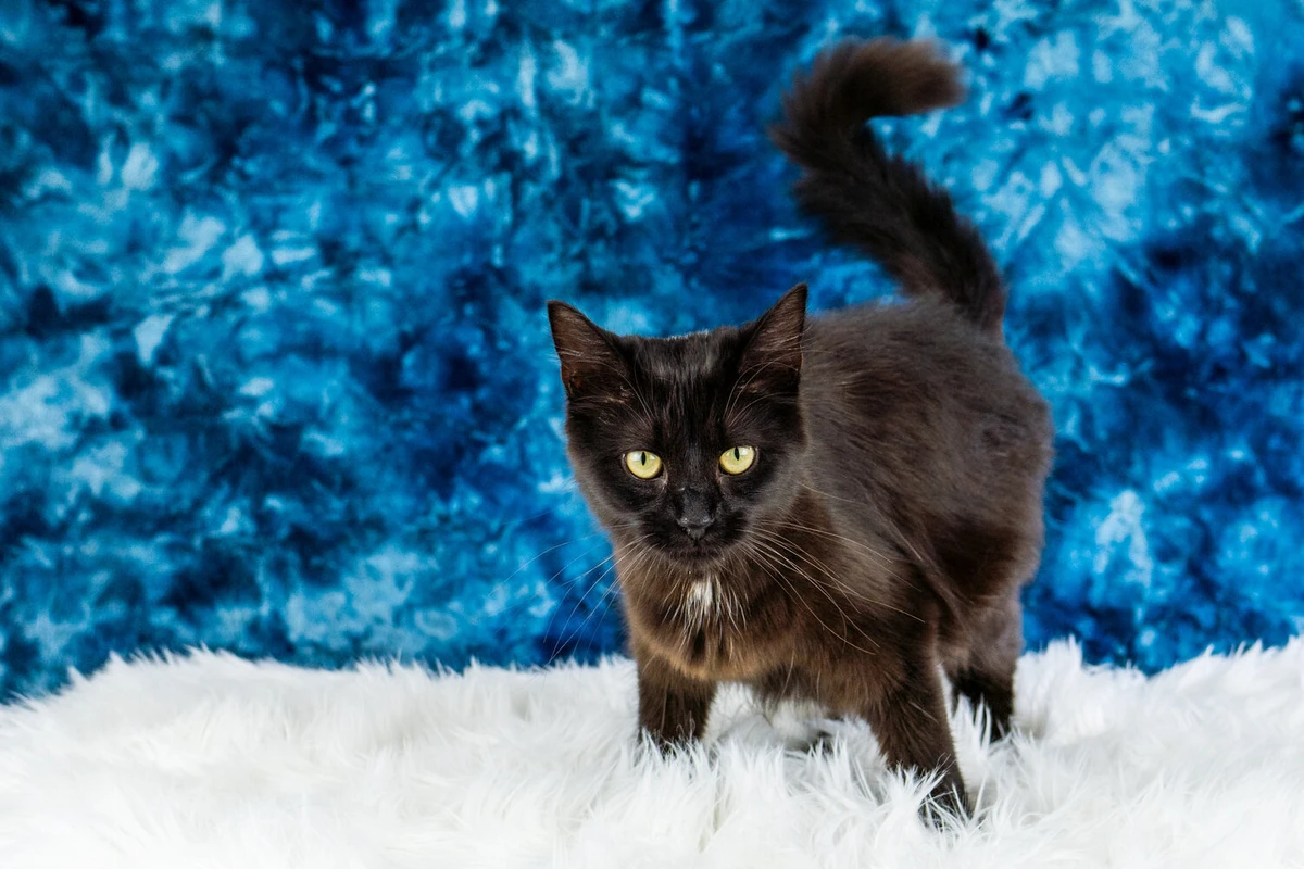 Tessa | Kitten Academy Wiki | Fandom