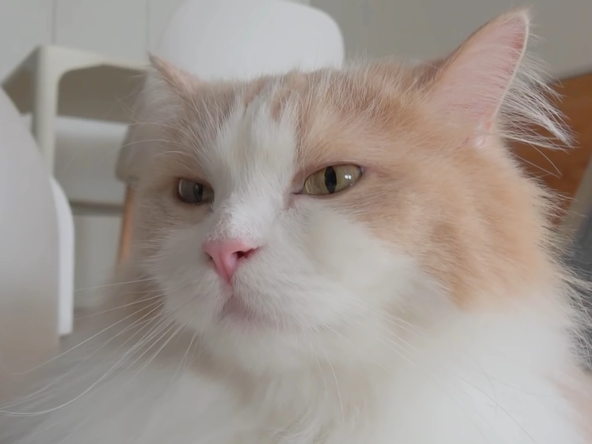 DD | Kittisaurusvillains Wiki | Fandom