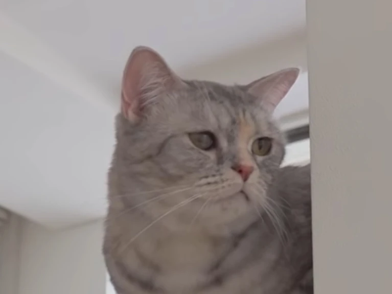 TT | Kittisaurusvillains Wiki | Fandom