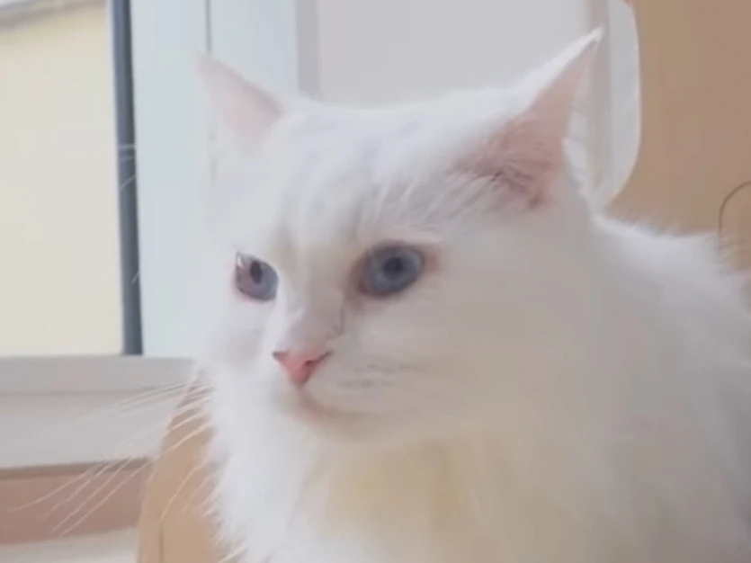 LaLa | Kittisaurusvillains Wiki | Fandom