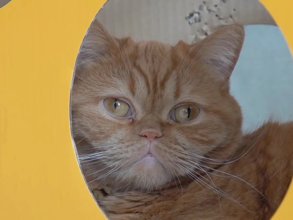 MoMo | Kittisaurusvillains Wiki | Fandom