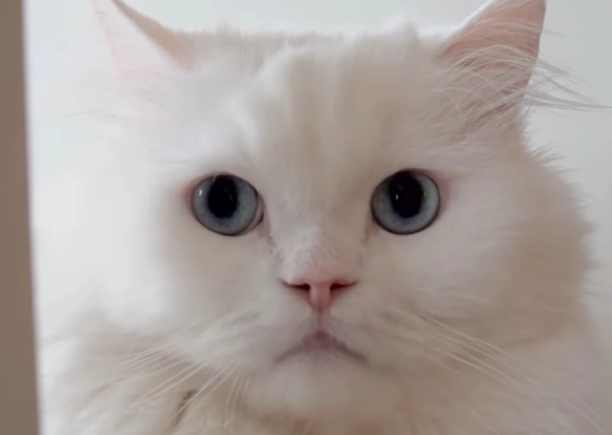 CoCo | Kittisaurusvillains Wiki | Fandom