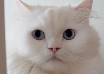 CoCo | Kittisaurusvillains Wiki | Fandom