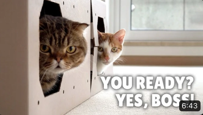 You Ready? | Kittisaurusvillains Wiki | Fandom