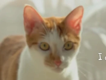 DoDo | Kittisaurusvillains Wiki | Fandom