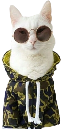 Swag | Kitty Run Wiki | Fandom