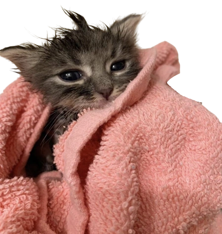 Skrunkly | Kitty Run Wiki | Fandom