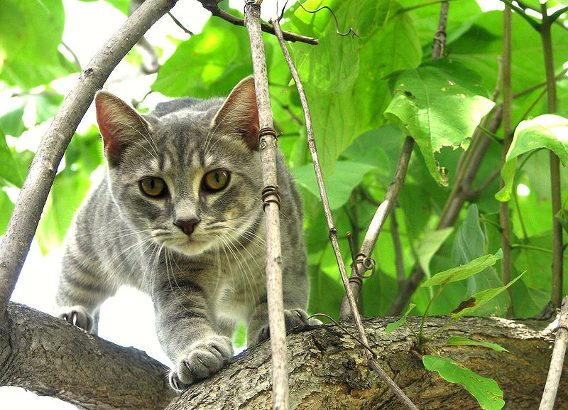 Stellreflex | Katzen Wiki | Fandom