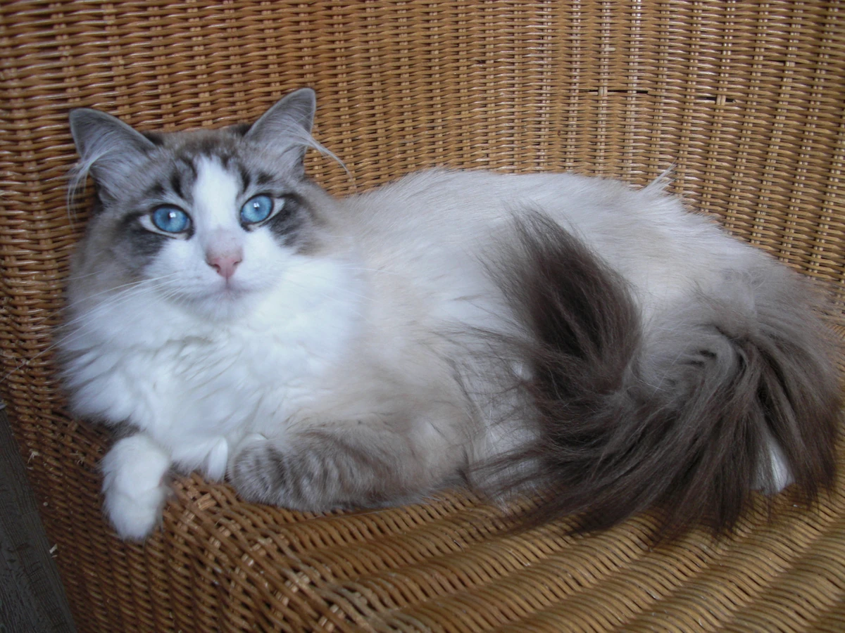 Neva Masquarade | Katzen Wiki | Fandom