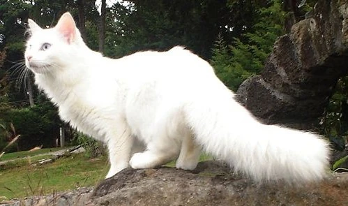 Türkisch Vankedisi | Katzen Wiki | Fandom