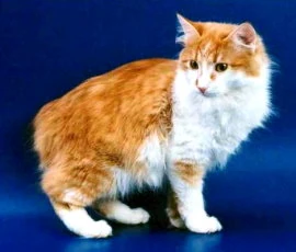 Karelian Bobtail Longhair | Katzen Wiki | Fandom