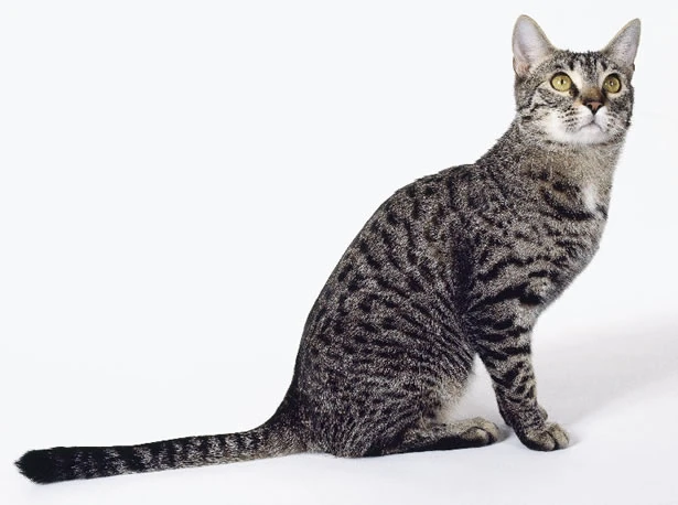 California Spangled | Katzen Wiki | Fandom