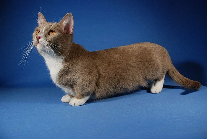 Munchkin Shorthair | Katzen Wiki | Fandom