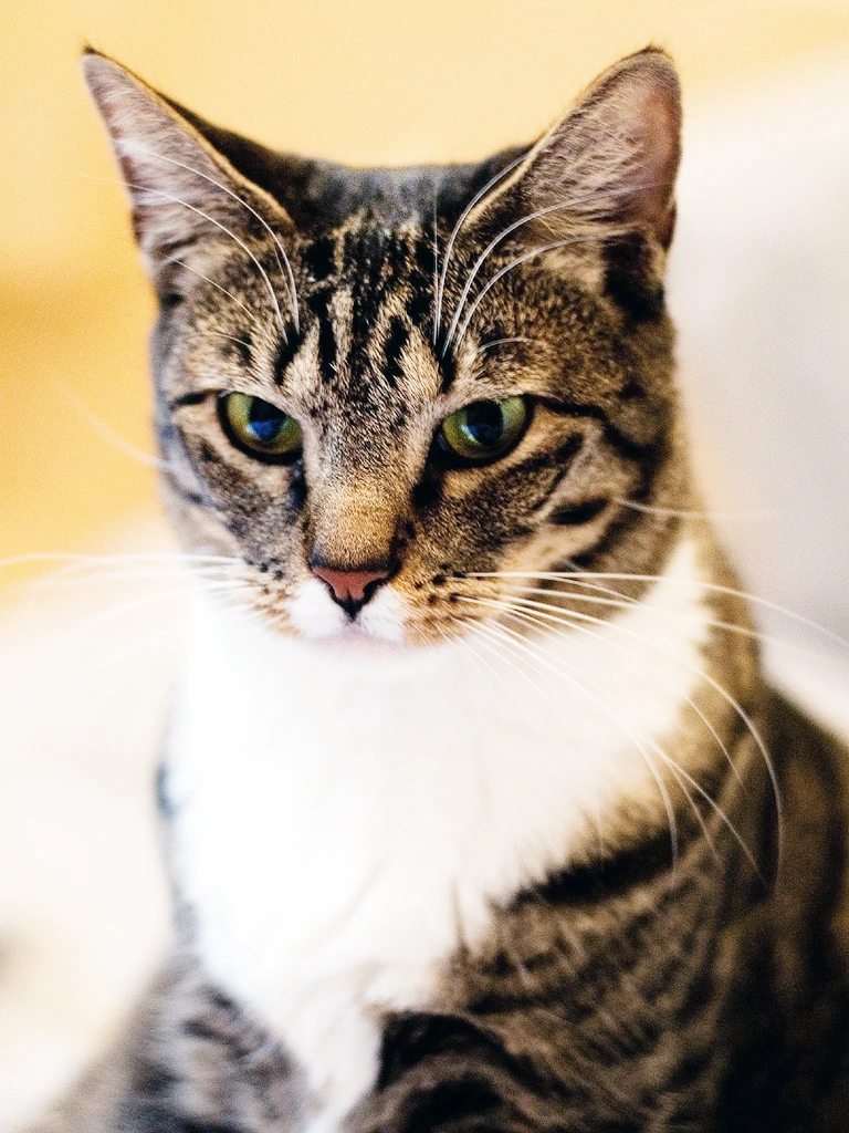 American Shorthair - Tawny & White Tabby (fur) | KittyCats! Breedables ...