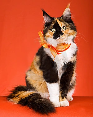 Maine Coon - Plush Calico (fur) | KittyCats! Breedables Wiki | Fandom