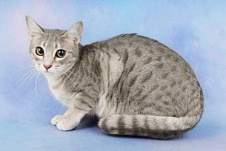 Ocicat - Blue (fur) | KittyCats! Breedables Wiki | Fandom