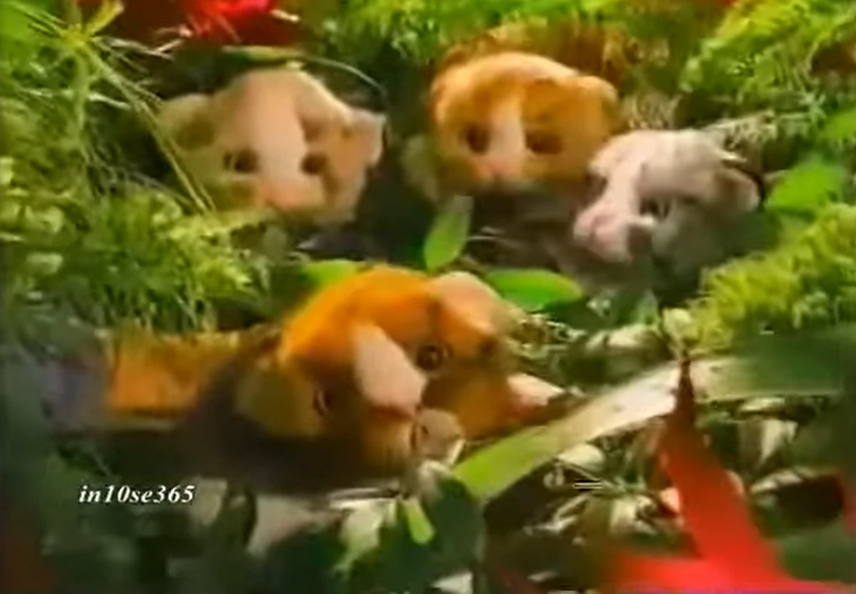 Tyco Kitty Kitty Jungle Kittens Commercial | Kitty Kitty Kittens Wiki ...