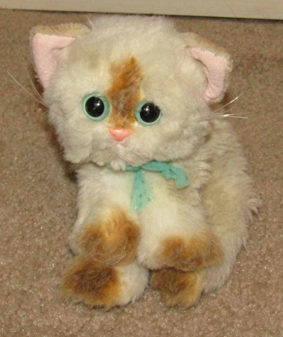 Category:Turquoise Eyes | Kitty Kitty Kittens Wiki | Fandom