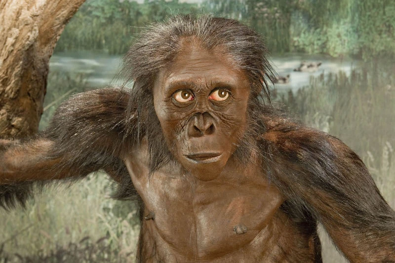 LUCY AUSTRALOPITHECUS | Kittyquest Wiki | Fandom