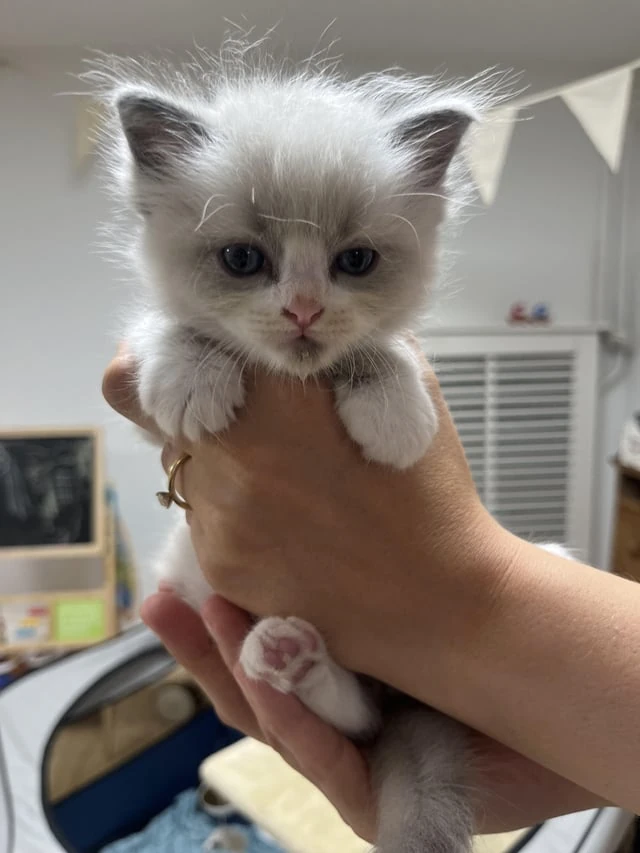 Kiwi | Kiwipedia Wiki | Fandom