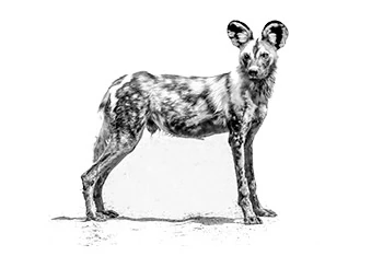 Likaon | KKD Remastered Wiki | Fandom