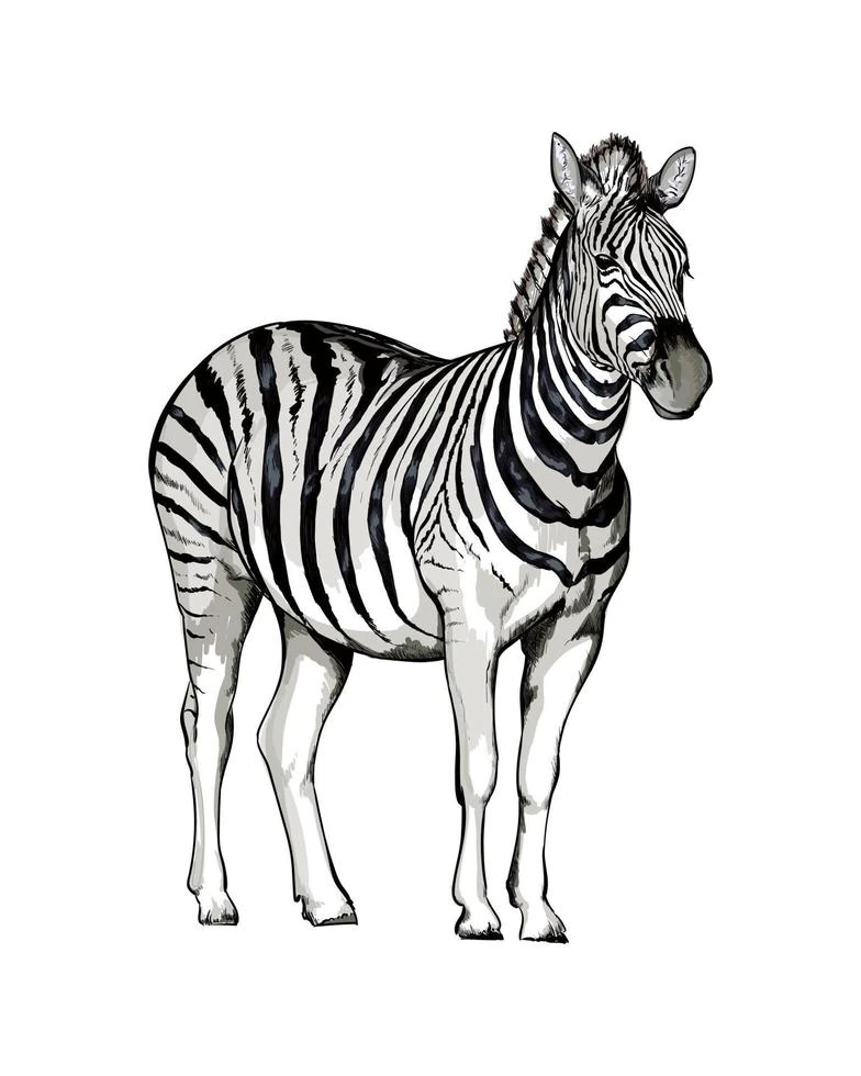 Zebra | KKD Remastered Wiki | Fandom