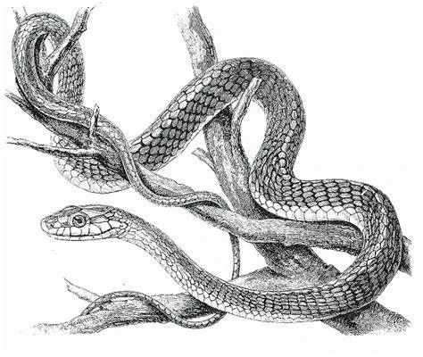 Mamba czarna | KKD Remastered Wiki | Fandom