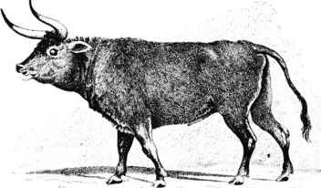 Tur | KKD Remastered Wiki | Fandom