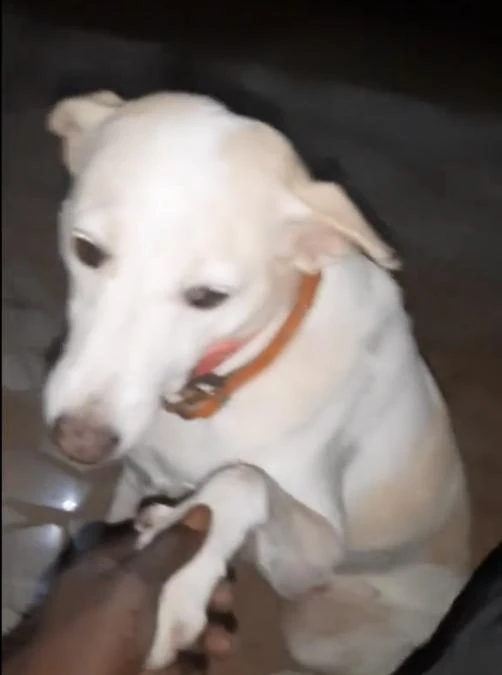 Scobby | Kleinal Order Wiki | Fandom