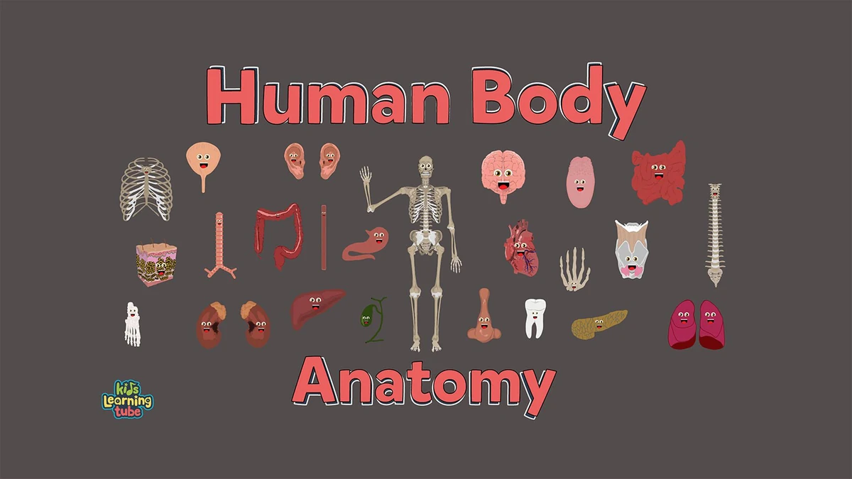 Human Body Anatomy - Full Collection | KLT Geography Wiki | Fandom