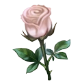 White Rose | Knights and Brides Wiki | Fandom