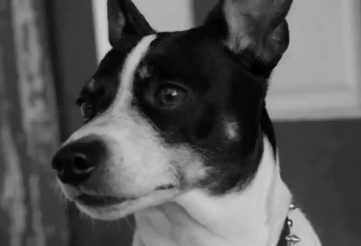 Coheed | The Benfer Wiki | Fandom