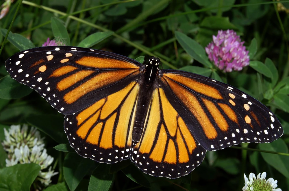 Monarch Butterfly | Koati Wiki | Fandom
